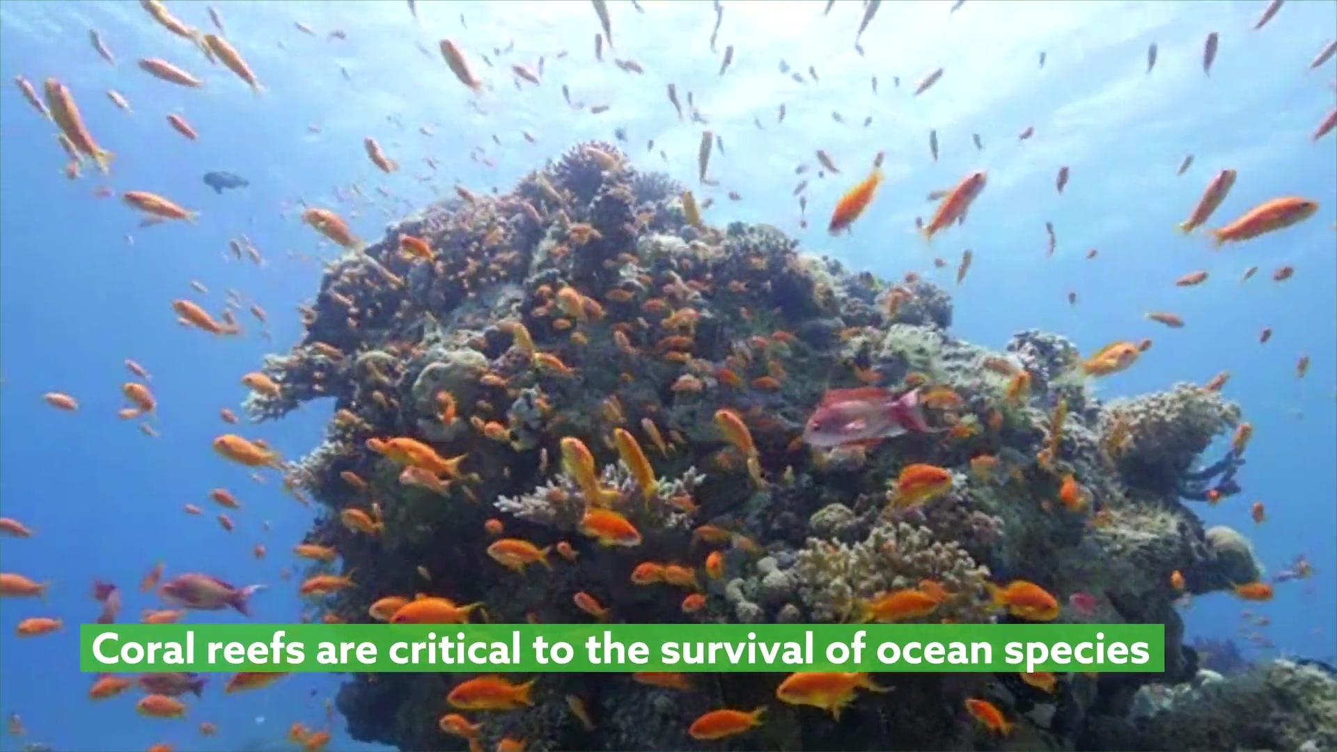 Indo Pacific Reef Map Cots