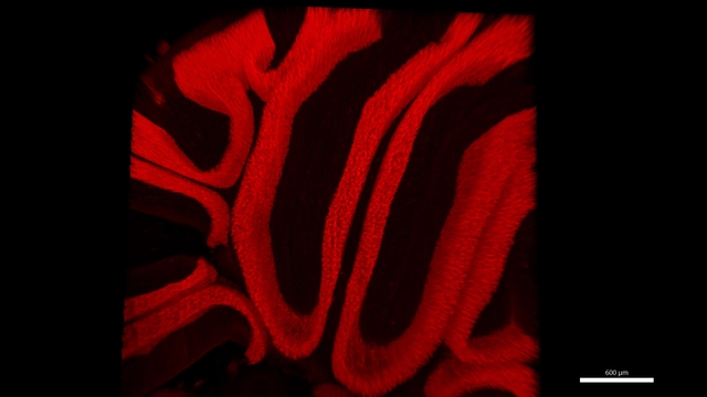 NeuN Antibody, anti-human/mouse/rat, REAfinity™ | Recombinant ...