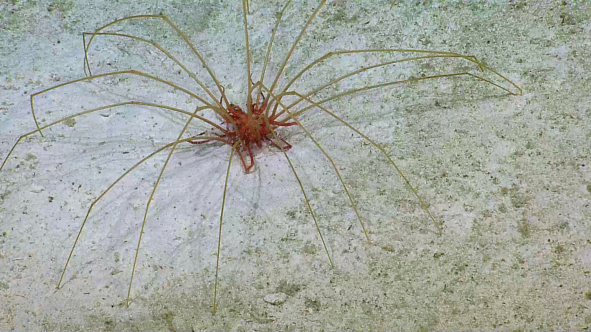 Giant Sea Spider Like Organism In Antarctic Waters