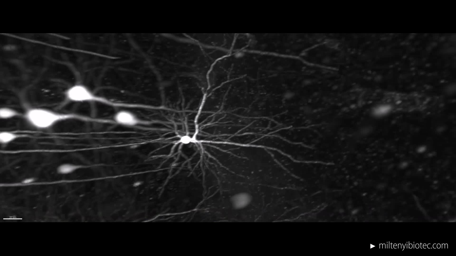 Light sheet Microscope Blaze | 3D Imaging | Products | Miltenyi Biotec ...