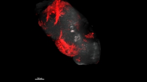 CD3 Antibody, anti-human, REAfinity™ | Recombinant antibodies | MACS ...