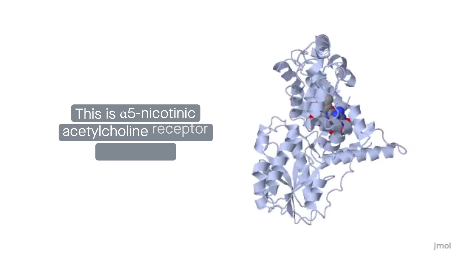 Nicotinic Acetylcholine Receptor
