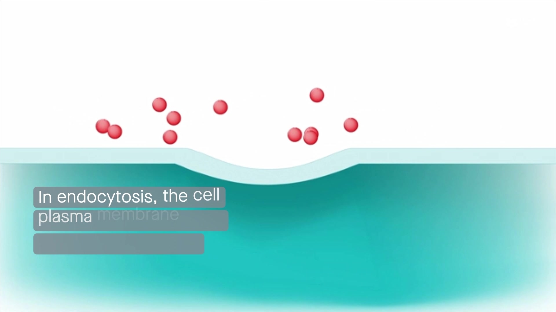 Endocytosis