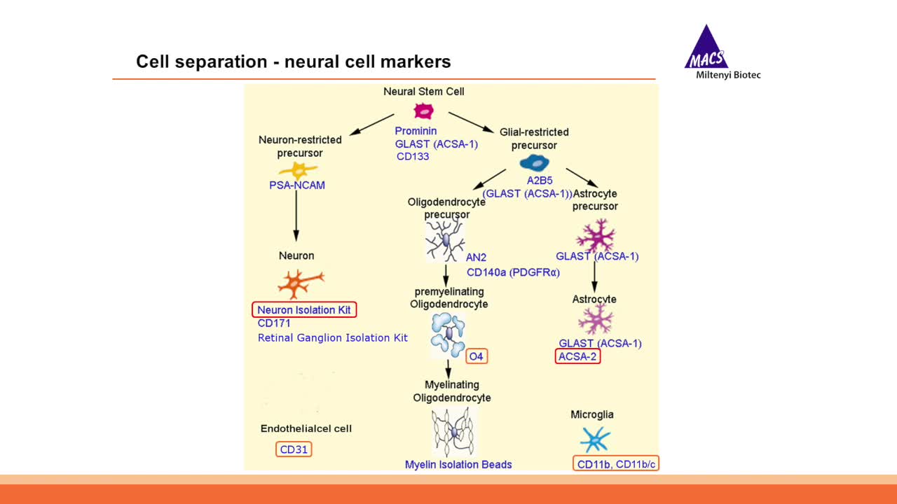 Isolation and cultivation of mouse neurons and neuronal precursor cells ...