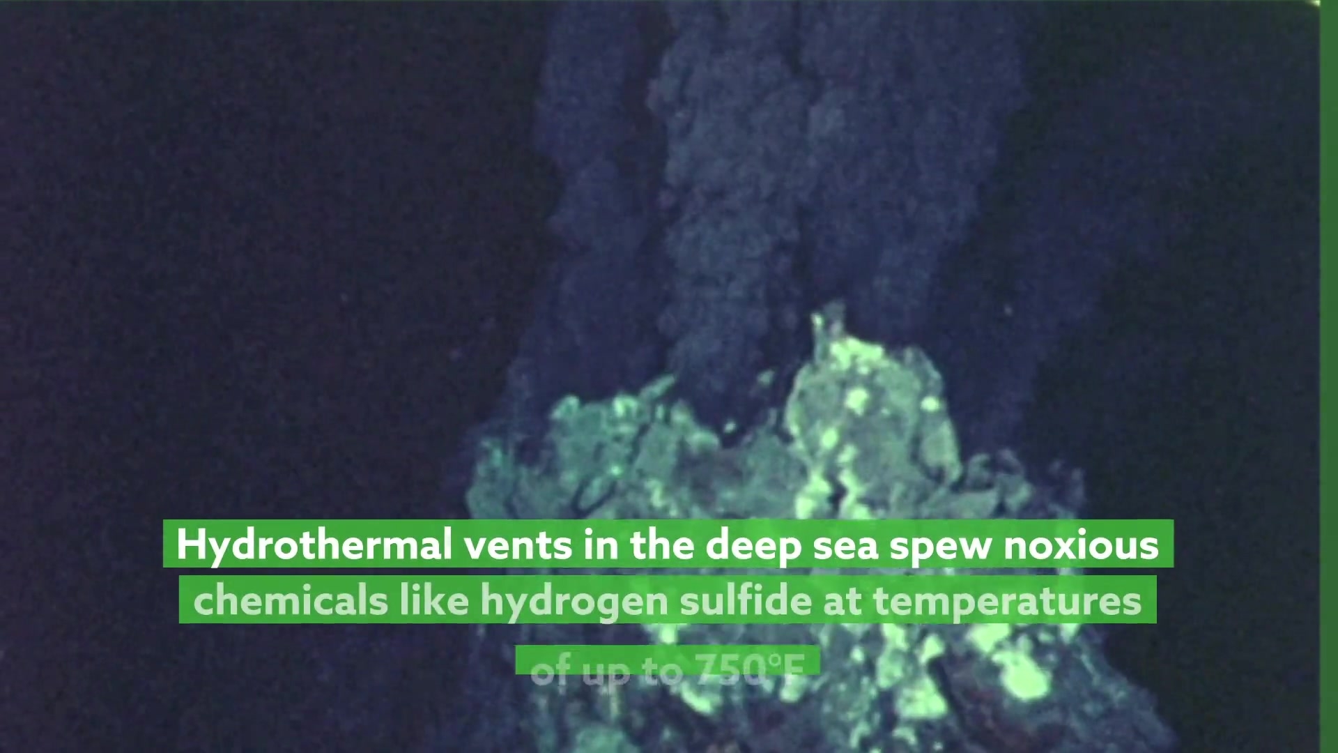 Hydrothermal Vent Communities