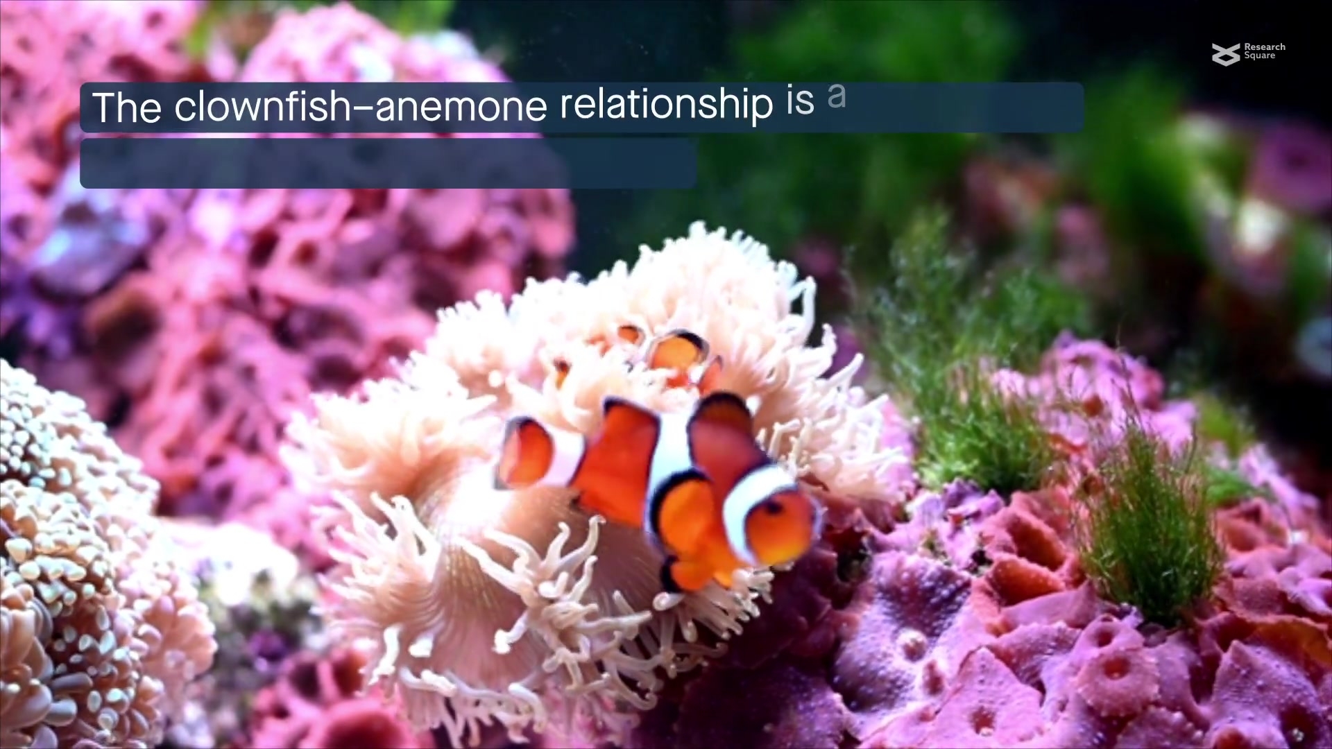 Sea Anemone And Clownfish Symbiotic Relationship