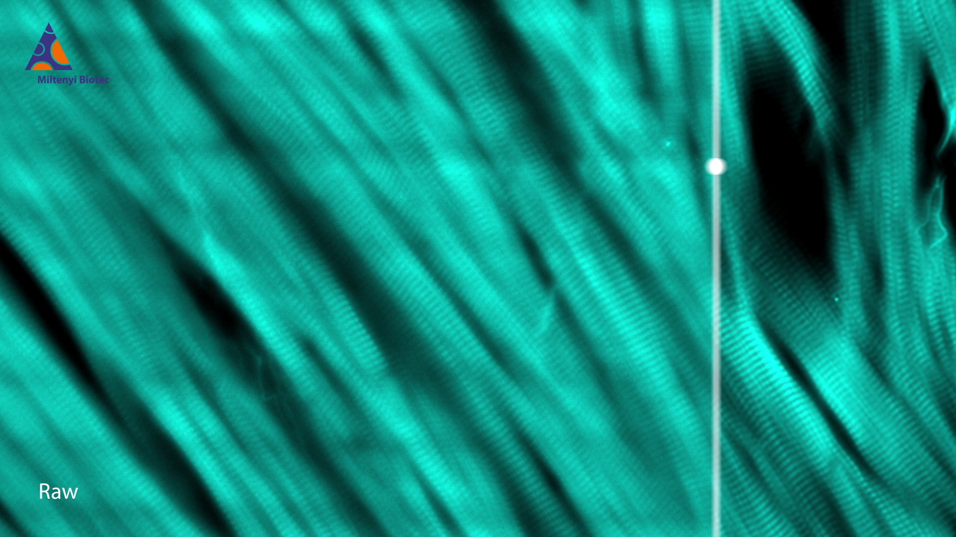 MACS® iQ View - 3D Large Volume Software | Miltenyi Biotec | USA