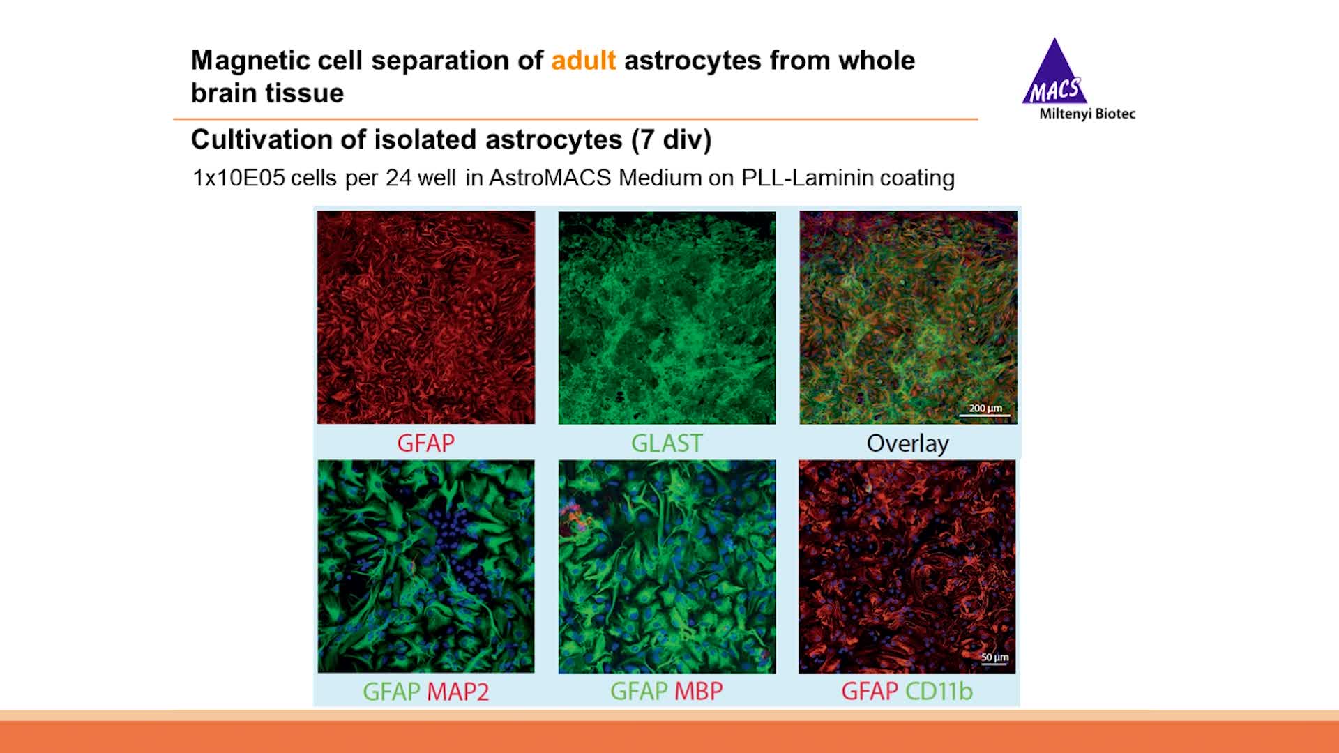 Astrocytes Astrocyte Culture Isolation Characterization Applications Miltenyi Biotec भारत