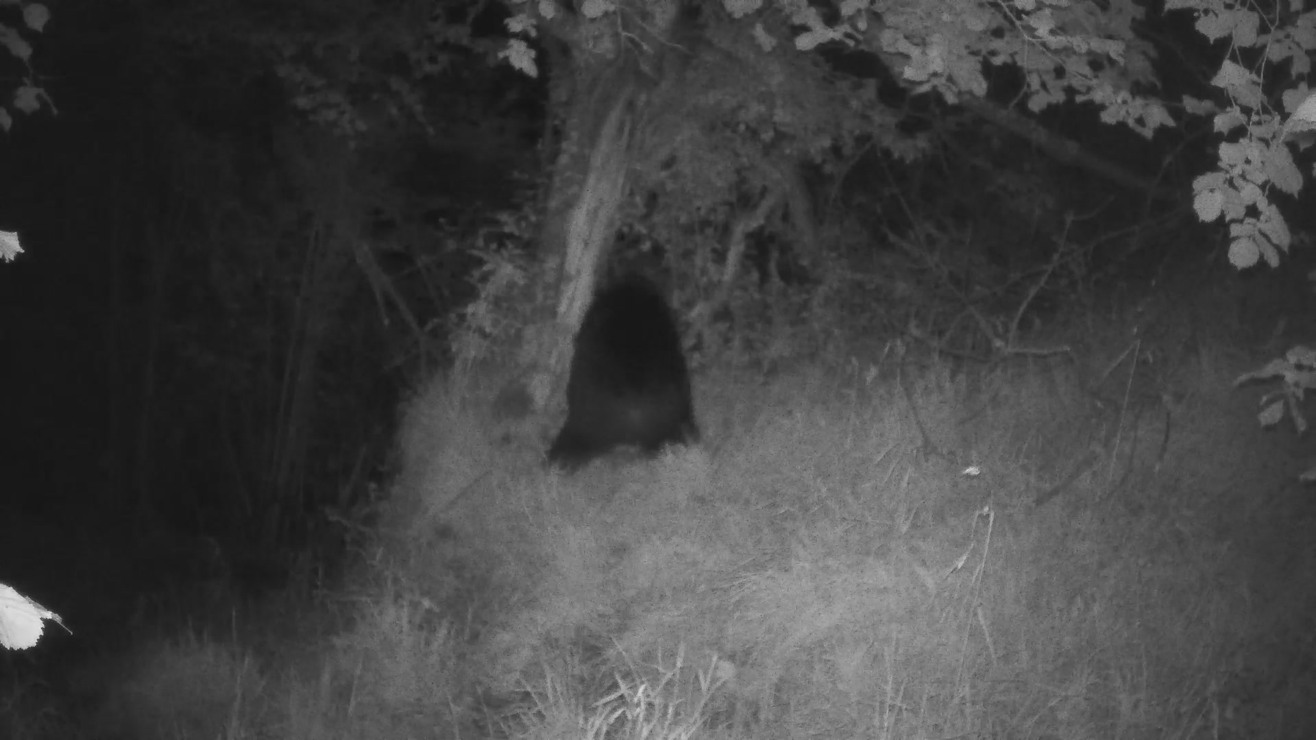 The Wendigo Sighting