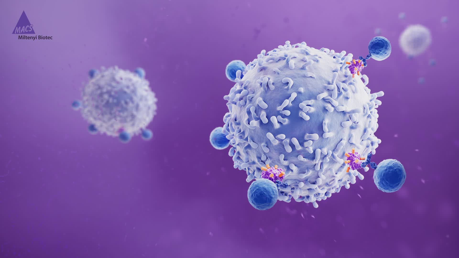 Reversible Cell Labeling With Realease® Micobeads Miltenyi Biotec भारत