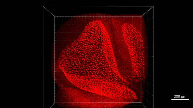 GFP Antibody | Hybridomas | MACS Antibodies | Products and services | Great Britain