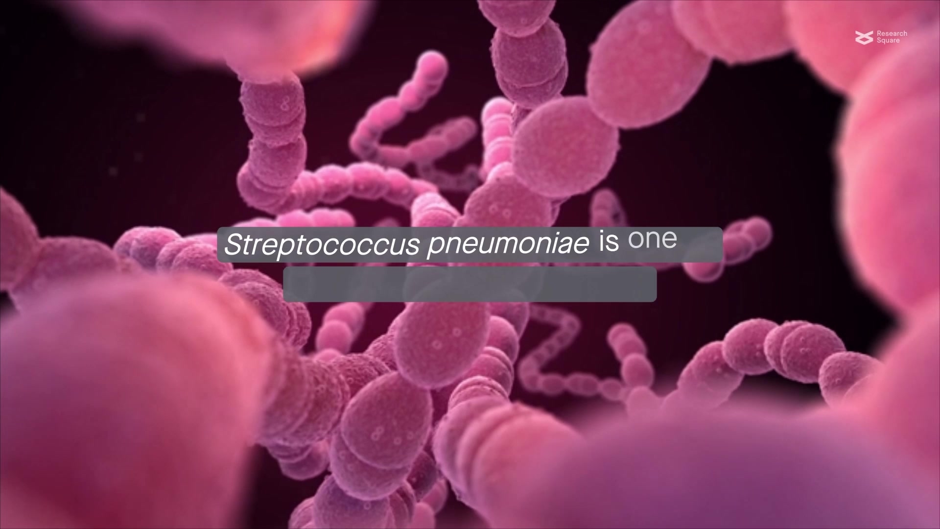 Streptococcus Pneumoniae Bacteria